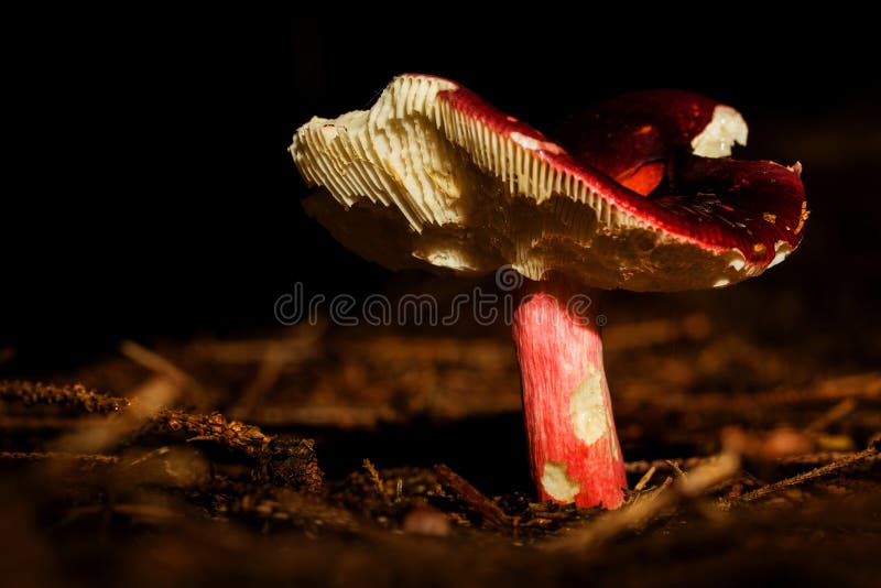 Little red mushroom stock image. Image of food, beautiful - 92295005