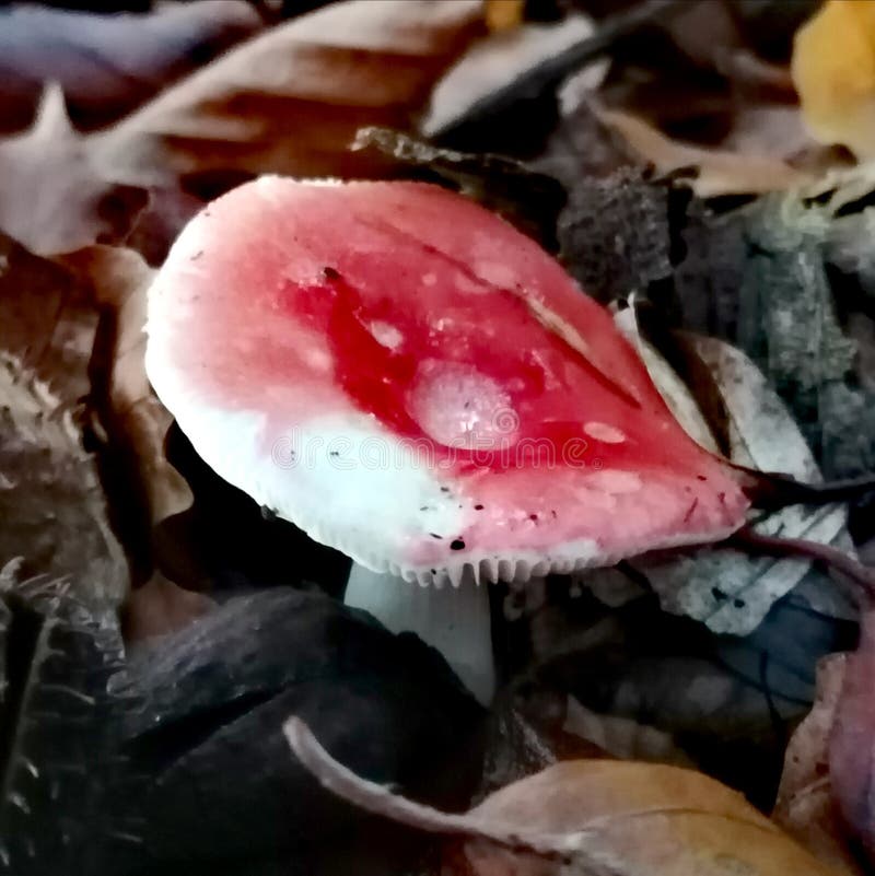 Little red mushroom stock image. Image of leaf, toadstool - 161811341