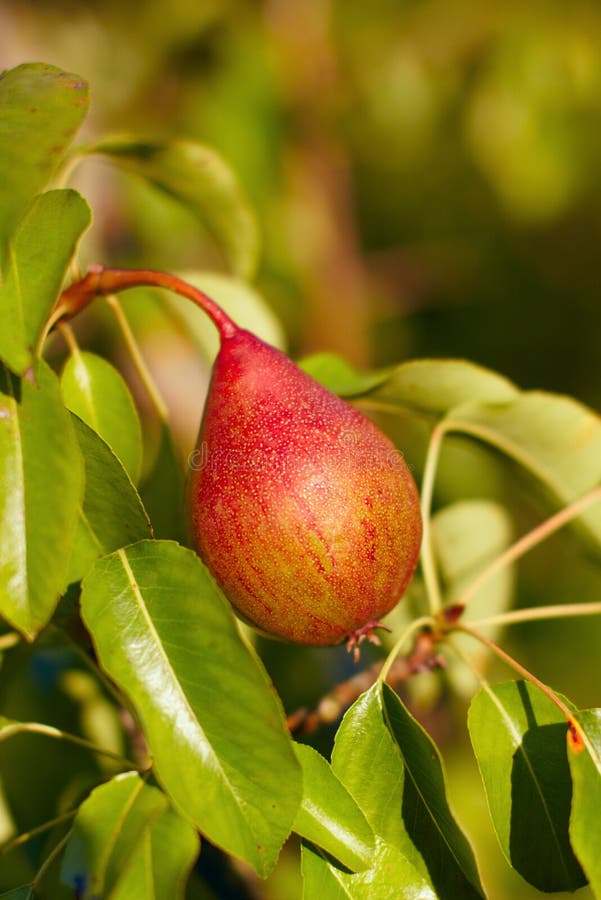 Little Red Pear on Tree stock image. Image of harvest - 20571597