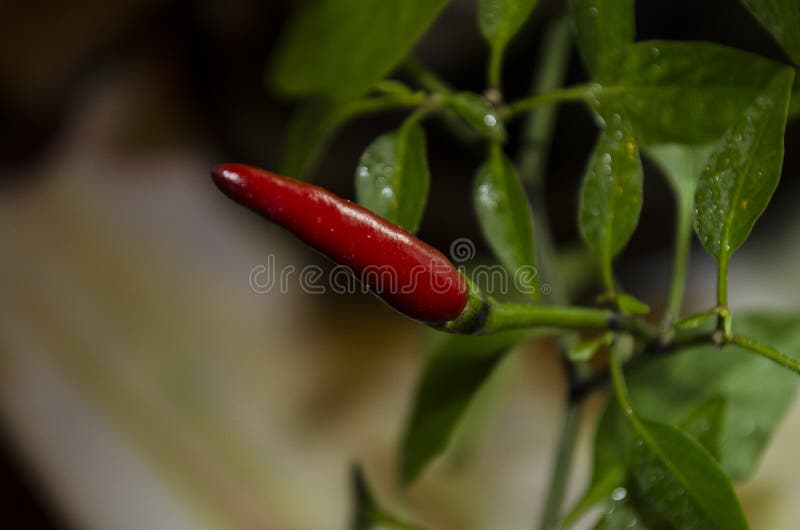 Little red pepper stock photo. Image of leaf, vegetable - 104025552