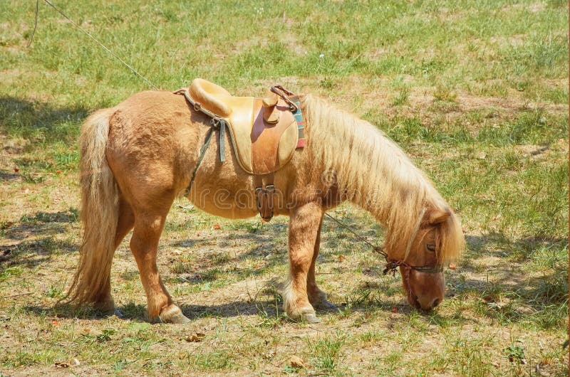Little Red Pony stock image. Image of small, grazing - 68982625