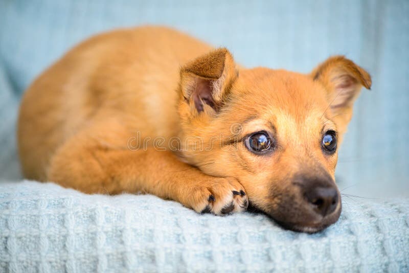 Little red puppy stock image. Image of purebred, cute - 69655537
