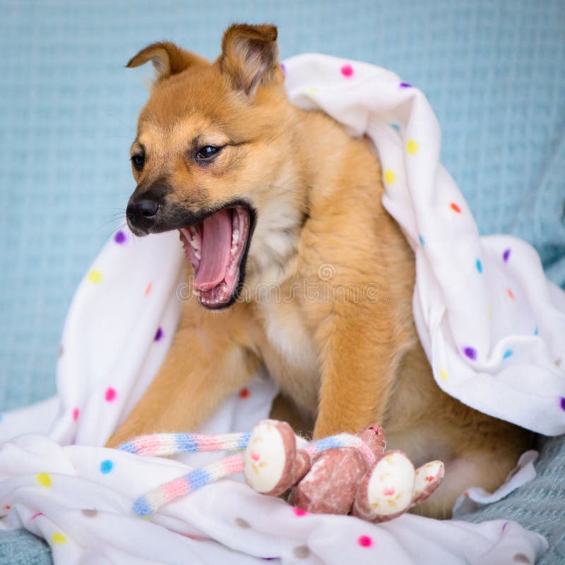 Little red puppy stock photo. Image of shelter, puppy - 69655922