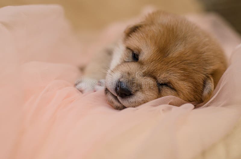 Little red puppy stock photo. Image of breed, little - 179759596