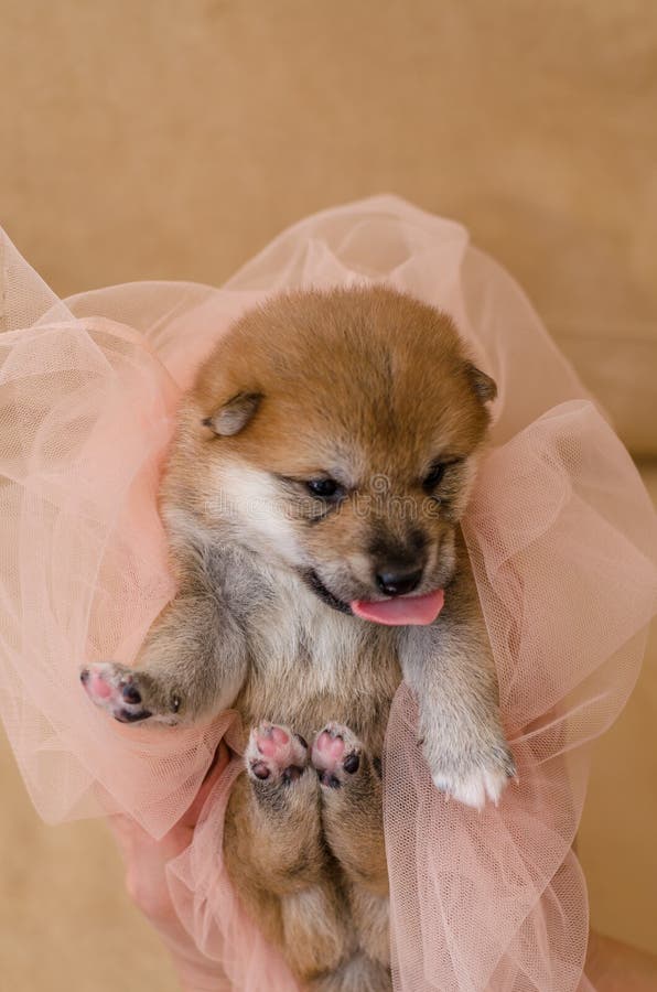 Little red puppy stock photo. Image of little, small - 179759600