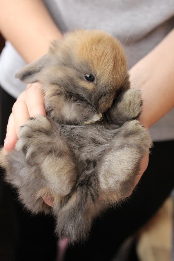 Little red rabbit stock photo. Image of rabbit, little - 235633442