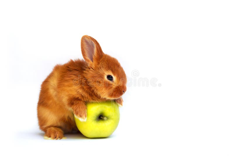 Rabbit with apple stock image. Image of pets, wildlife - 101550463