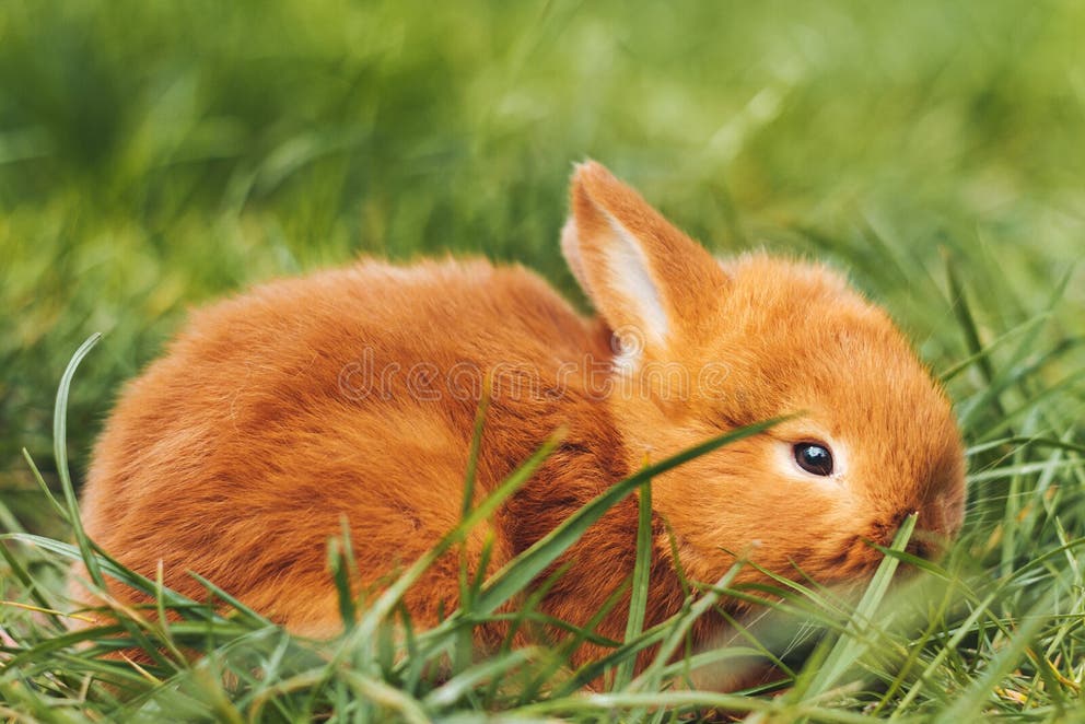Little Red Rabbit among Green Grass Stock Image - Image of daisies ...