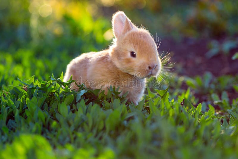 Little red rabbit stock photo. Image of grass, tender - 115763776