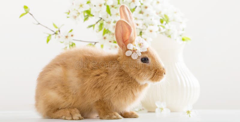 Rabbit with spring flowers stock image. Image of adorable - 62529539