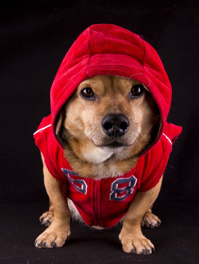 Little Red Riding Hood dog stock photo. Image of funny - 30160420