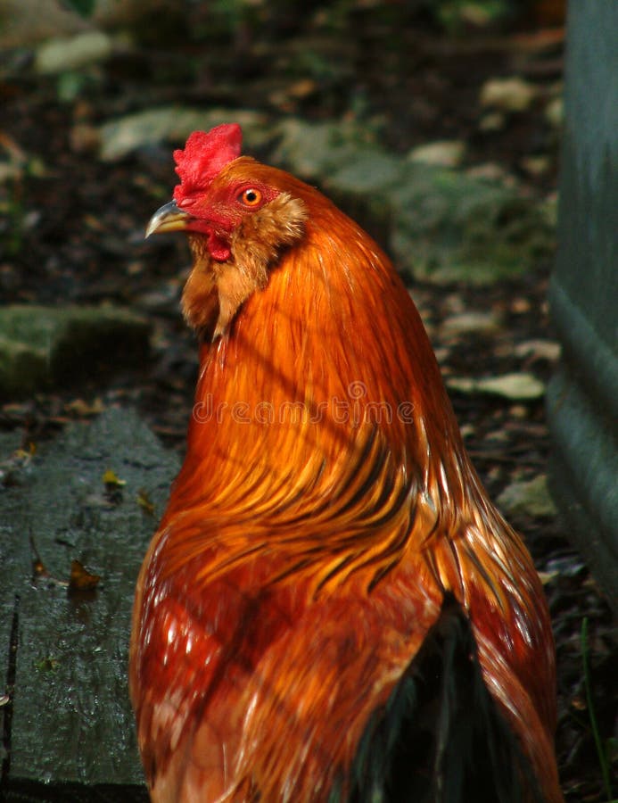 Proud Rooster stock image. Image of black, animal, poultry - 1289245