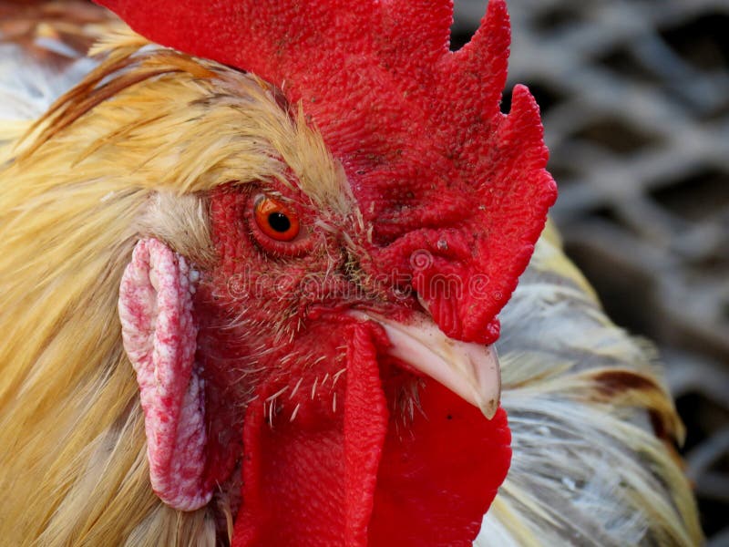 Little red rooster stock photo. Image of head, domestic - 77874646
