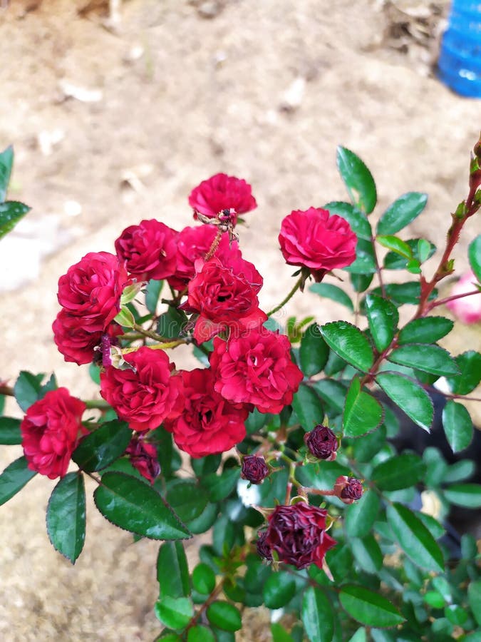 Little red rose stock photo. Image of little, rose, minion - 211850548