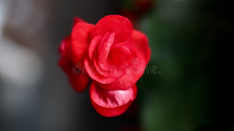 Little Red Rose stock photo. Image of delicate, gardening - 73857510