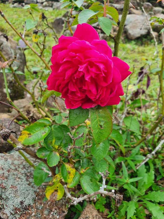 A Little Red Rose Blooms stock image. Image of garden - 238237771