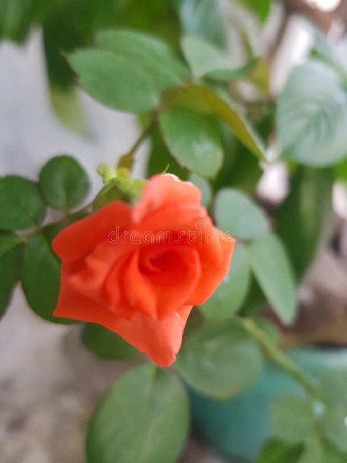 Little Red Rose Blossom stock image. Image of rose, little - 261786649