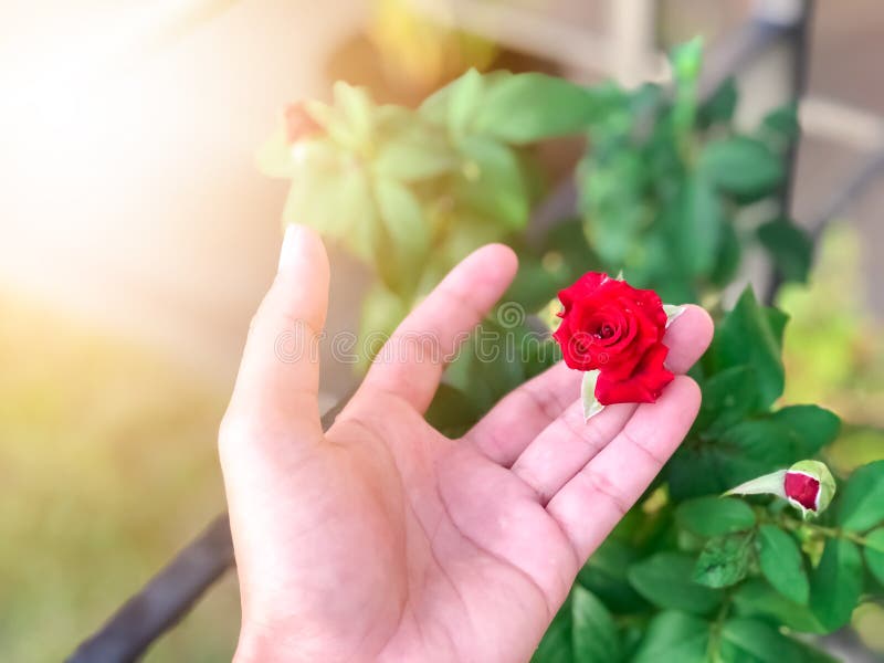 Little red rose flower stock photo. Image of garden - 222409582