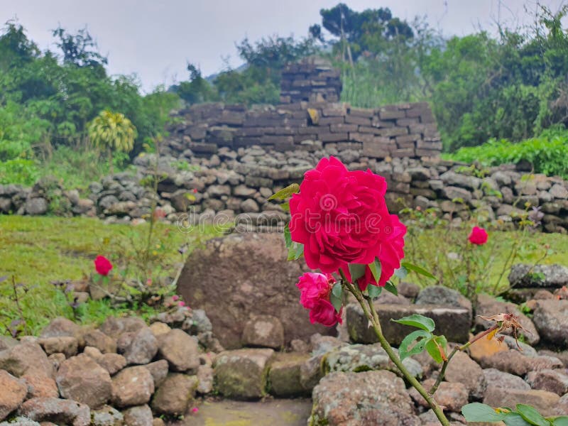 A Little Red Rose Growing in Front of an Old Temple Stock Image - Image ...