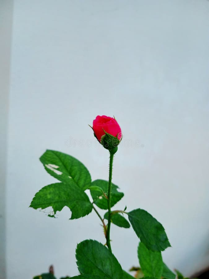 The little red rose flower stock photo. Image of petal - 253459916