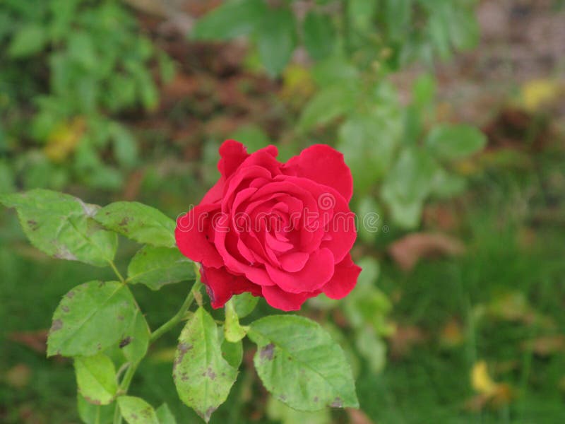 Little red rose stock image. Image of beautiful, decoration - 78226029