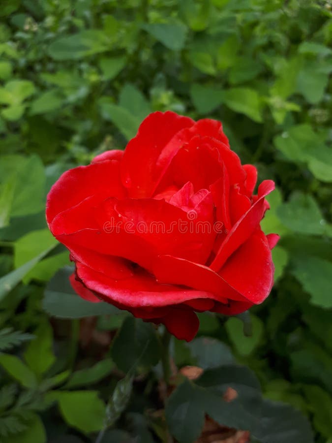 Little red rose stock photo. Image of small, flower - 131821236
