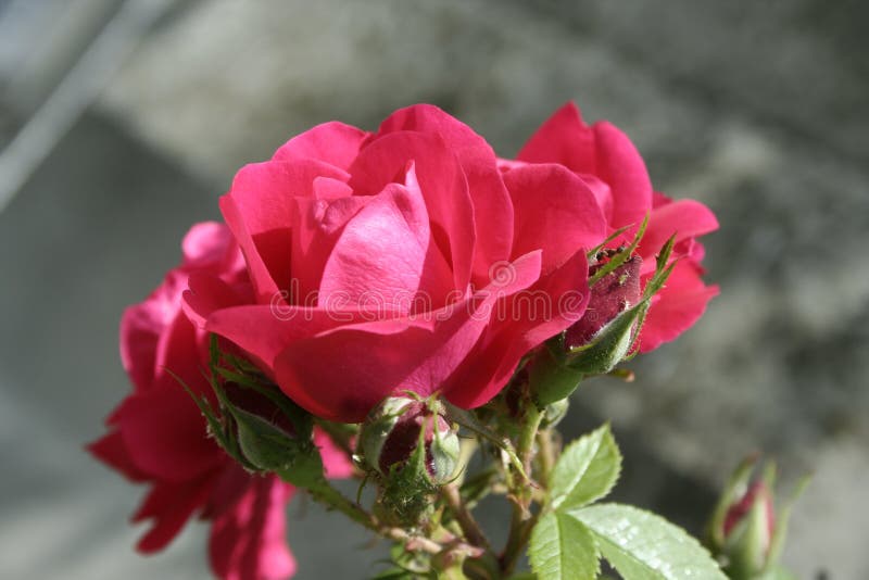 Little red rose stock image. Image of flowering, flowerbed - 96054359