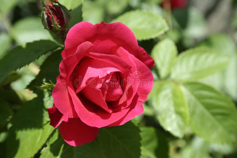 Little red rose stock image. Image of crimson, summer - 96054363