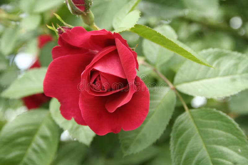 Little red rose stock photo. Image of decorative, rose - 96054366