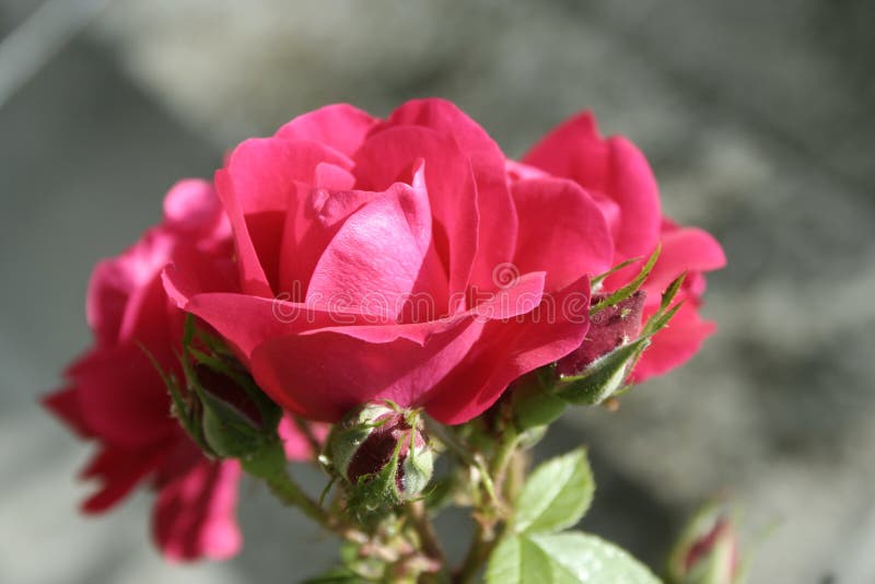 Little red rose stock image. Image of beauty, decoration - 96054373