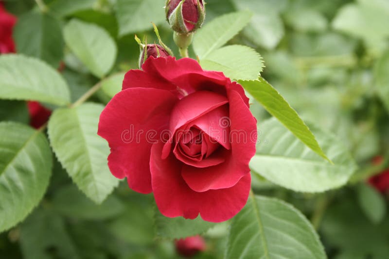 Little red rose stock photo. Image of bright, flowering - 96054392
