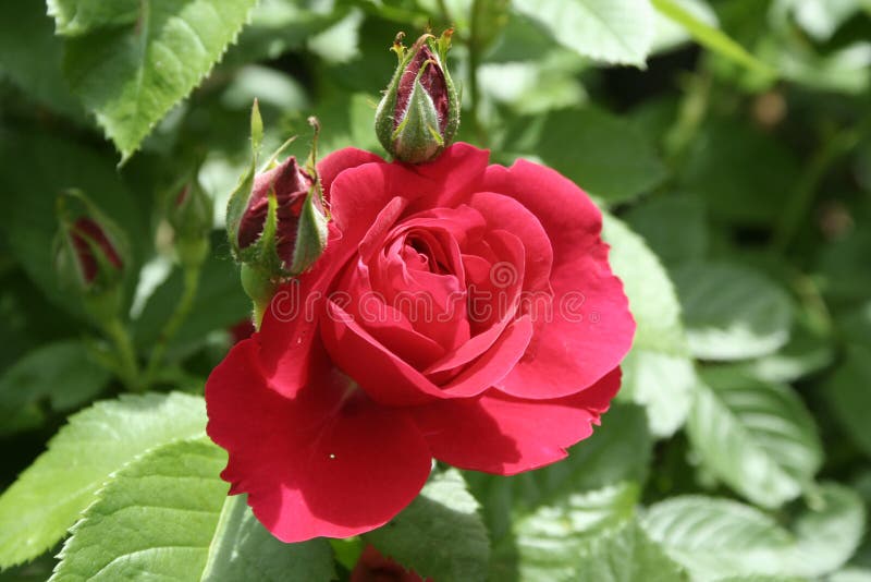 Little red rose stock photo. Image of light, garden, blossoming - 96054422