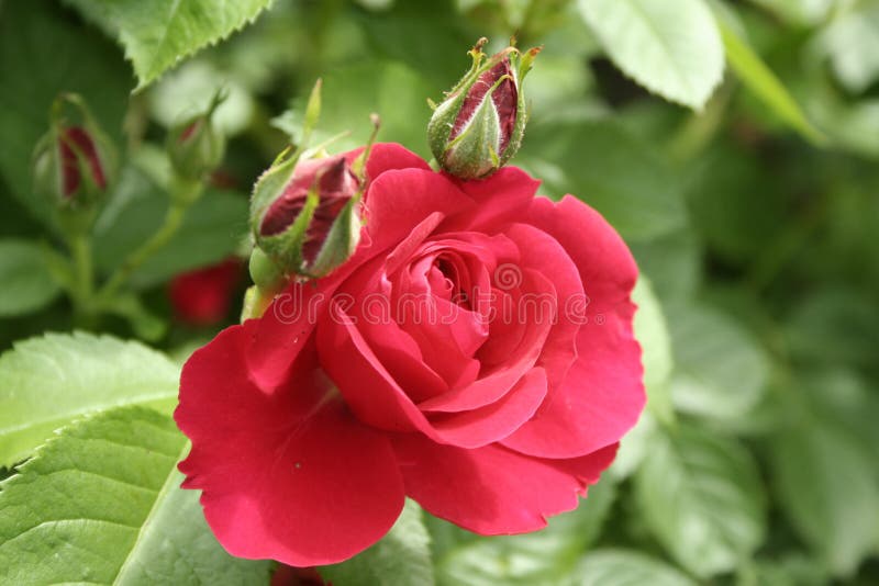 Little red rose stock photo. Image of beautiful, bright - 96054504