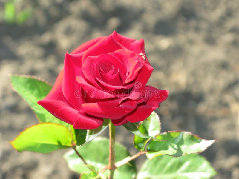 Little red rose stock photo. Image of little, summer - 97426874