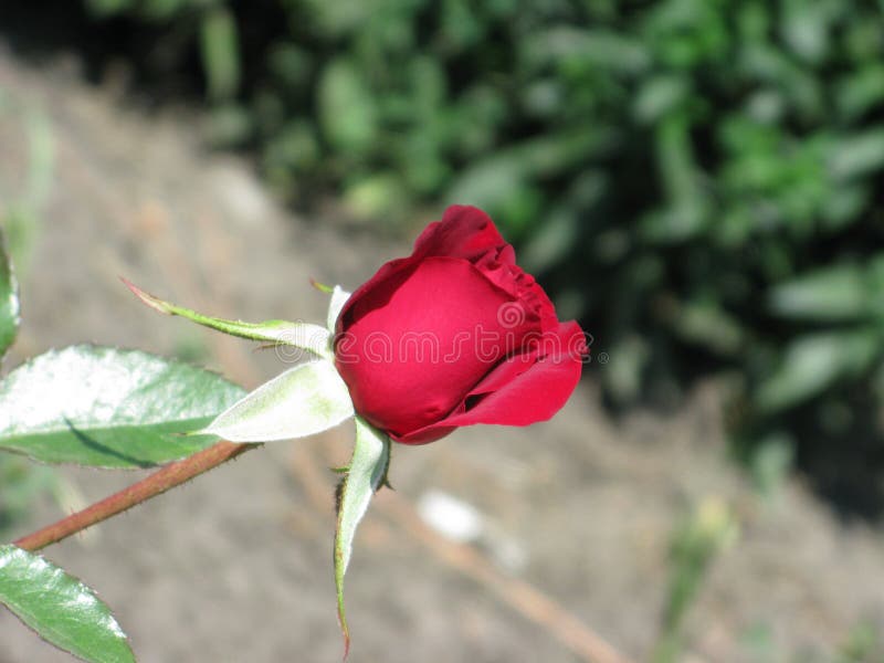 Little red rose stock photo. Image of summer, bouquet - 97631502