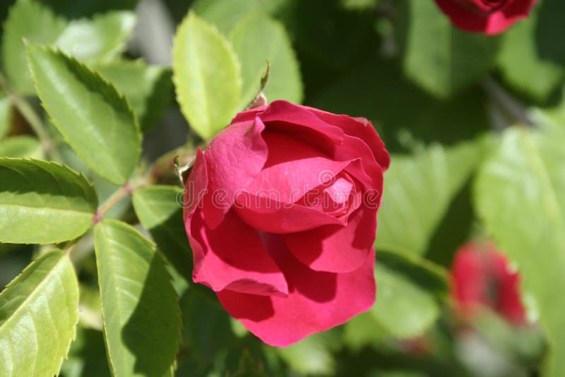 Little red rose stock image. Image of flowering, bloom - 96054247