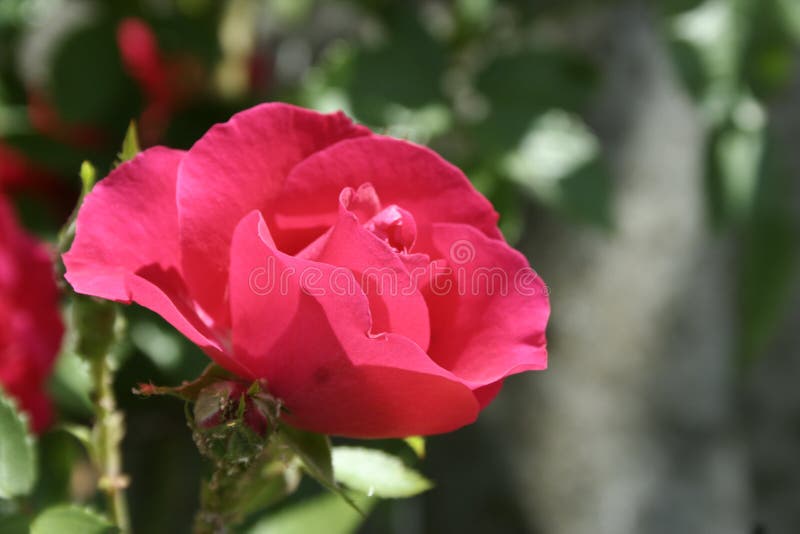 Little red rose stock photo. Image of beautiful, little - 96054294