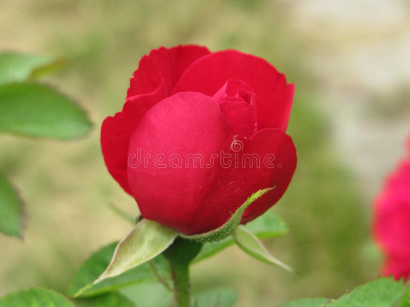 Little red Rose stock image. Image of bright, summer - 94263875