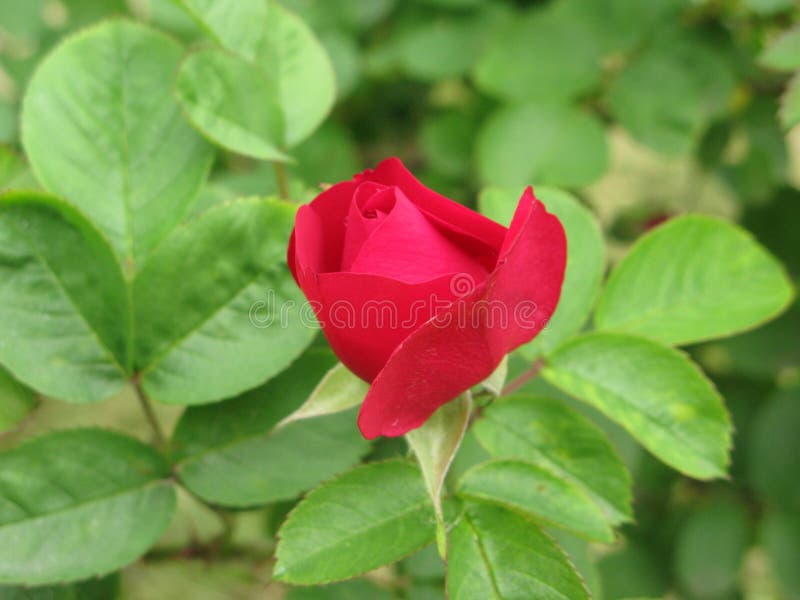 Little red Rose stock photo. Image of beautiful, beauty - 94264420