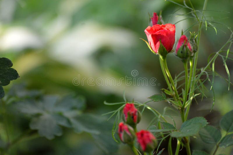 Little Red Rose in the Yard Stock Photo - Image of petal, green: 252335754