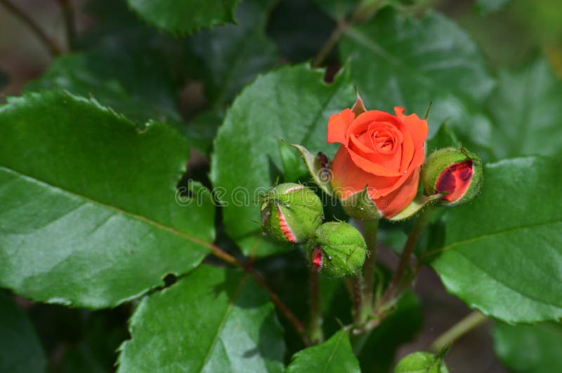 Little Red Rose in the Yard Stock Photo - Image of details, color ...