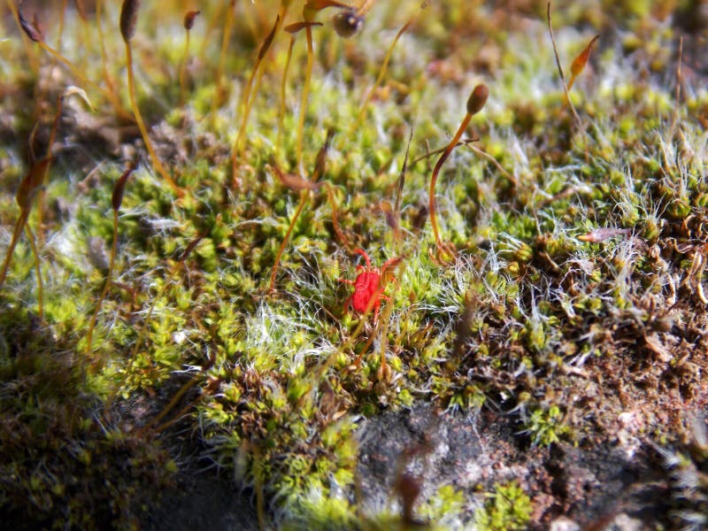 Little red spider stock image. Image of spider, nature - 114660731