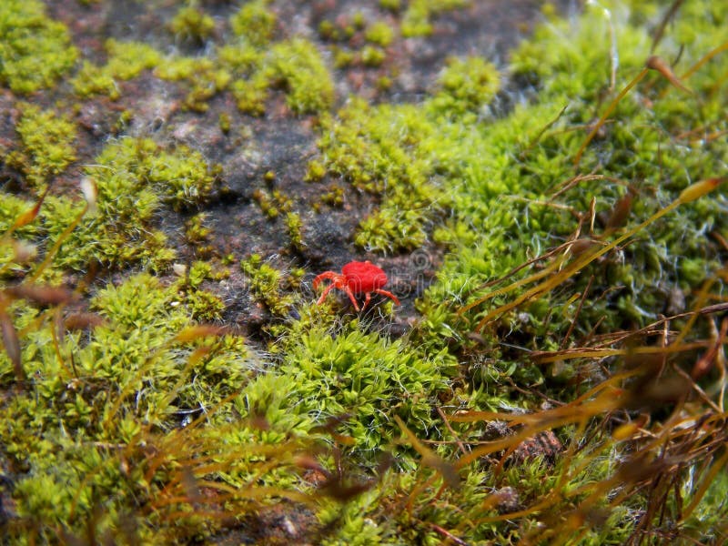 Little red spider stock photo. Image of leaf, plant - 114660788