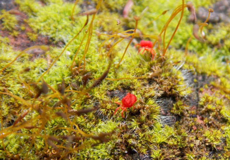 Little red spider stock photo. Image of spider, animal - 114660836