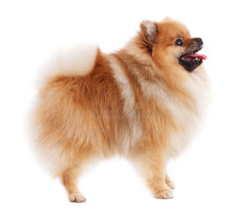 Little red spitz stock image. Image of pedigreed, yellow - 39258501