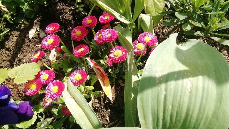 Little Red Spring Flower in Germany Stock Image - Image of flower ...