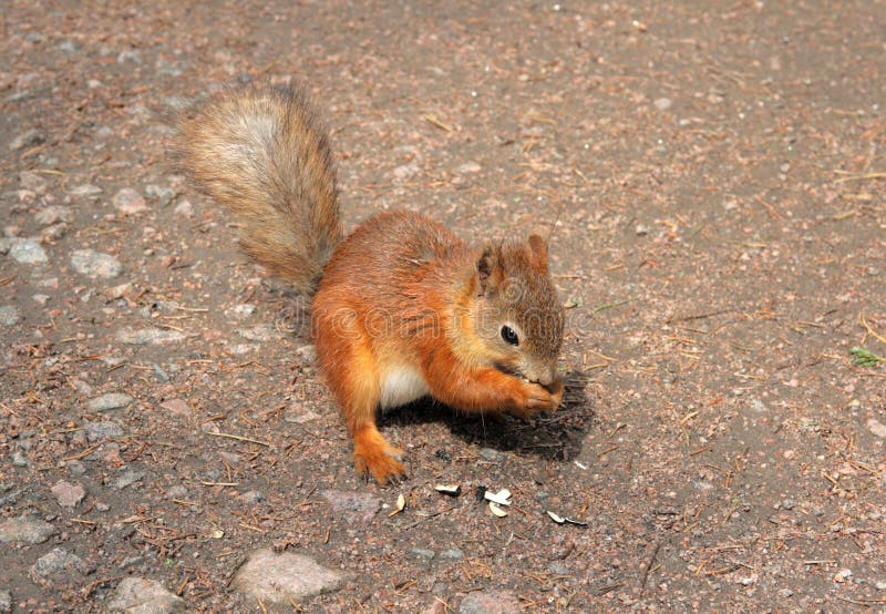 Squirrel Standing and Reaching Stock Photo - Image of bushy, mammal ...