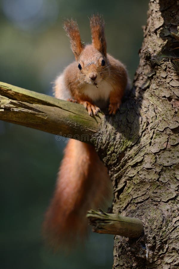 Little red squirrel stock photo. Image of warm, cute - 42743986
