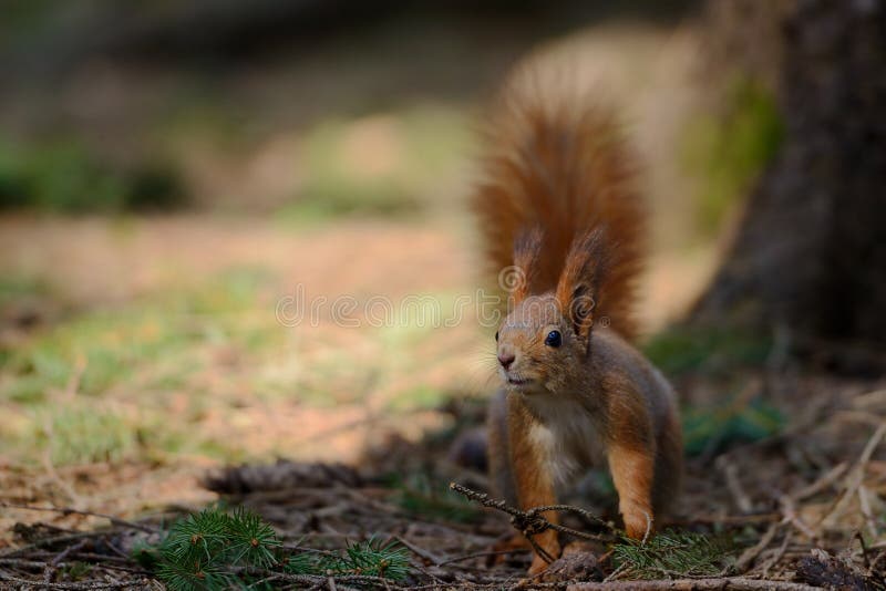 Little red squirrel stock photo. Image of freedom, forest - 42743980