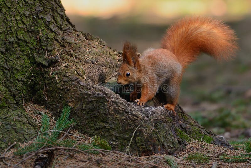 Little red squirrel stock photo. Image of balance, forest - 42744354